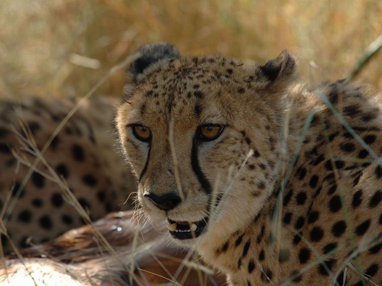 Aafrika loomad | Sarjad | Telekava | KAVA.ee
